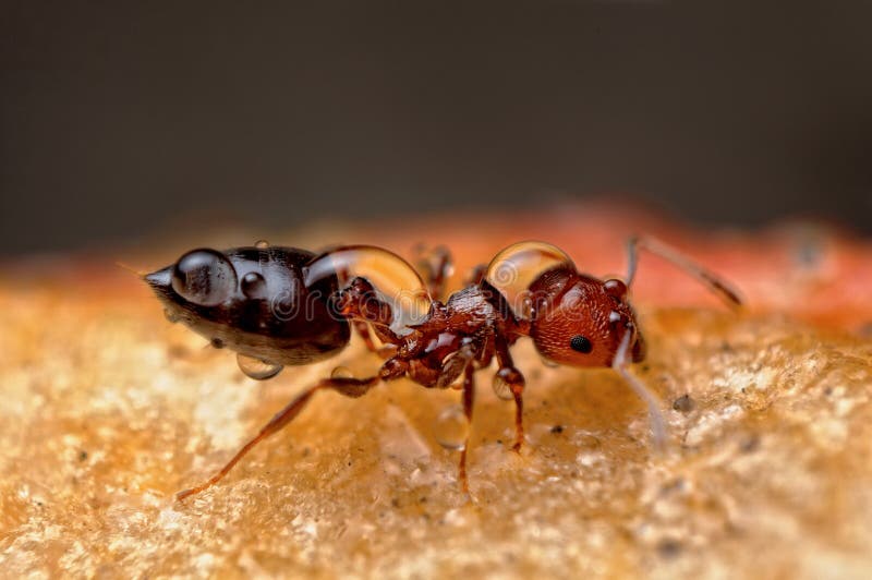 Red Ant stock image. Image of habitat, small, feather - 21436573