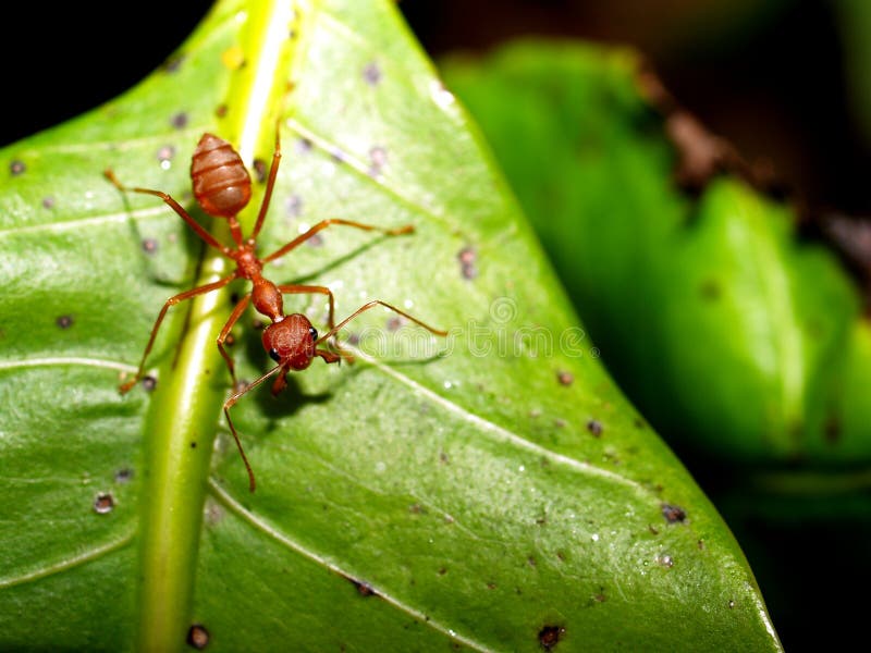 Red ant stock image. Image of white, grass, explore, walking - 2794117