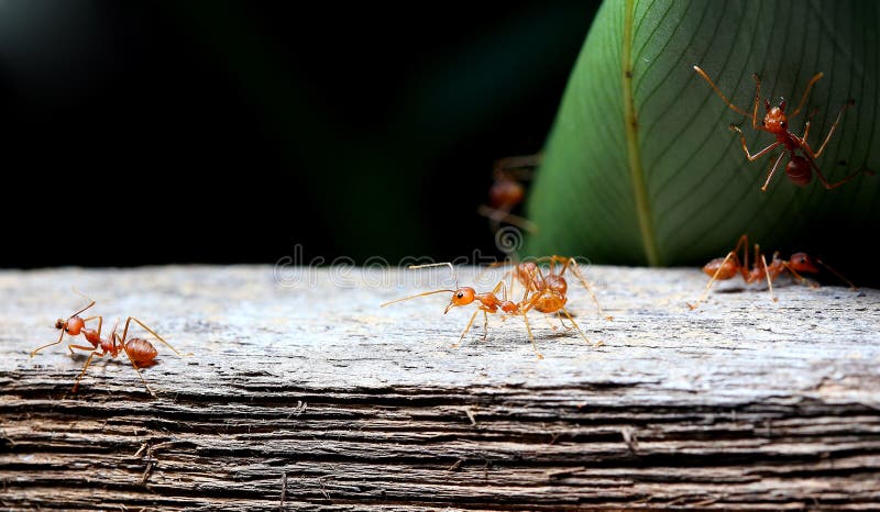 Ant Sisyphus Rolls Stone Uphill on Mountain Stock Image - Image of ...