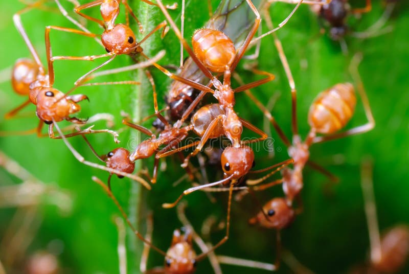 Red ant stock image. Image of damage, animal, insect - 28723531