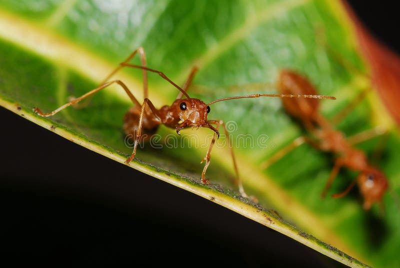 183 Magnified Ant Stock Photos - Free & Royalty-Free Stock Photos from ...