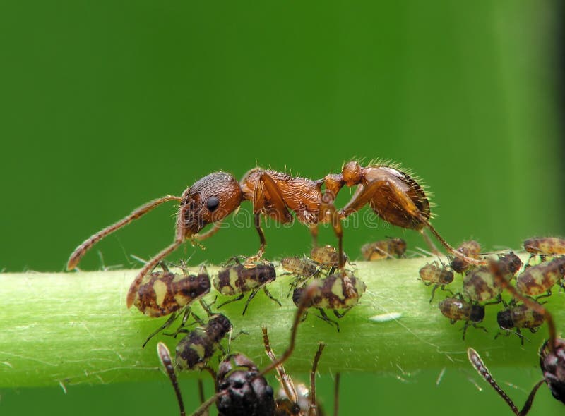 Goal, ants play soccer stock photo. Image of closeup - 28011562