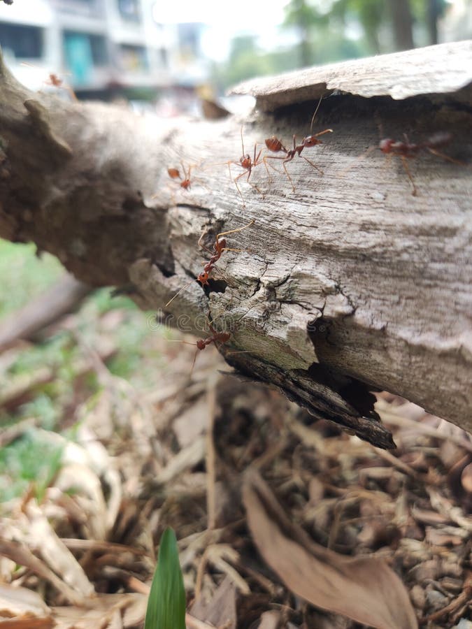 Red ant activities stock image. Image of group, activitiesant - 284852341