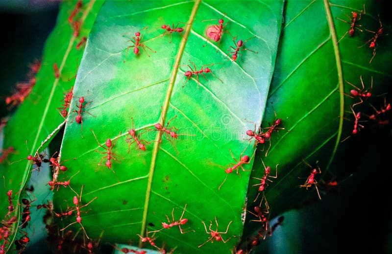 Red ant and green feaves stock photo. Image of horizontal - 145426400