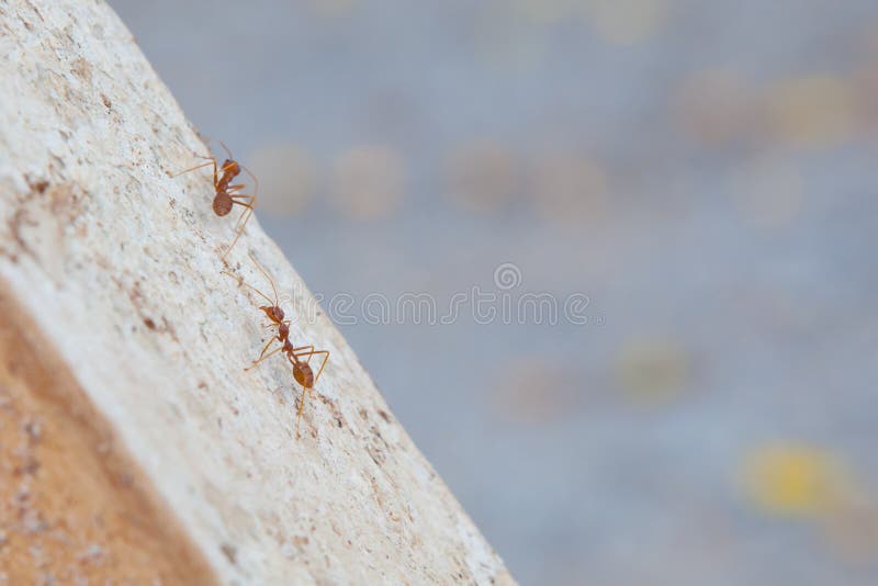 Red ant stock photo. Image of working, hard, wildlife - 56663936