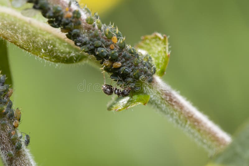 Red Ant and Aphid on a Branch Stock Photo - Image of close, ants: 221127058