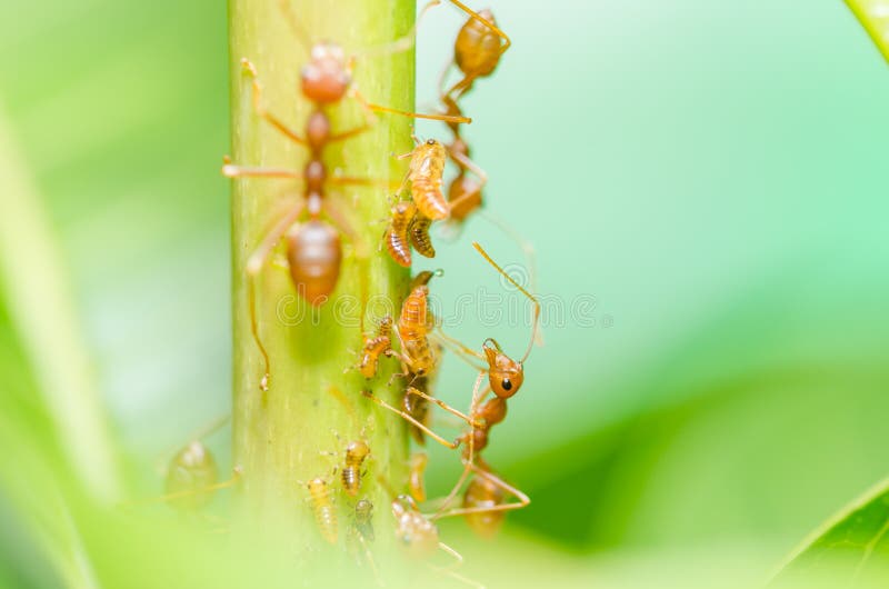 Red Ant and Aphid on the Leaf Stock Photo - Image of worker, garden ...
