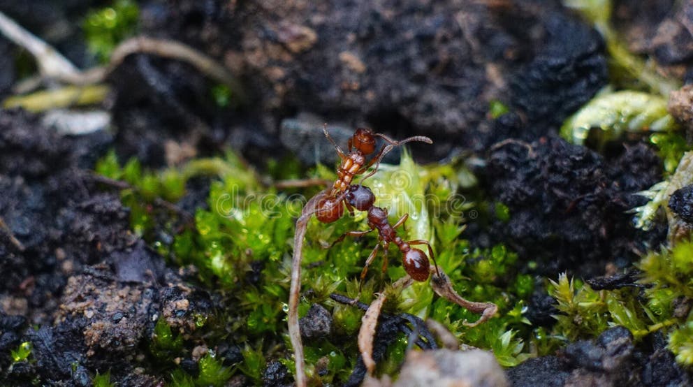 The Red Ant Carrying Another Ant Stock Image - Image of dead, view ...