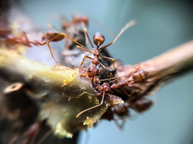 1,043 Ant Carrying Food Stock Photos - Free & Royalty-Free Stock Photos ...