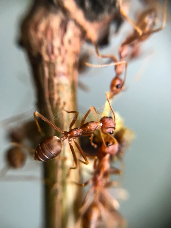 Red Ant Carrying Food on Branch Tree Stock Image - Image of animal ...