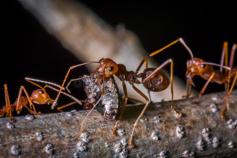 Red Ant Carrying Insect for Eat Stock Image - Image of closeup, explore ...