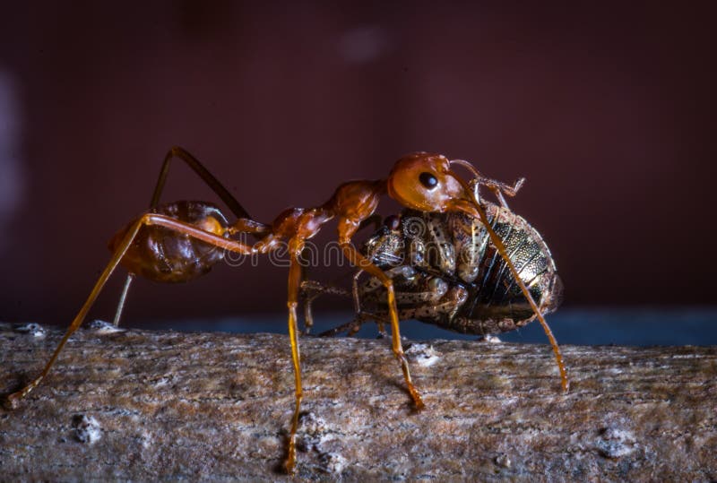 Red Ant Carrying Insect for Eat Stock Image - Image of background, food ...