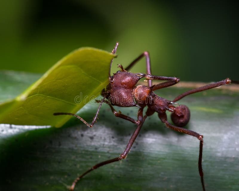 Red Ant Carrying a Piece of Leaf from a Bush Stock Photo - Image of ...