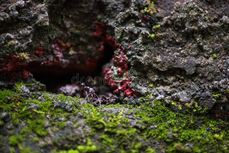 A red ant in cave stock image. Image of communicate, ants - 71138121