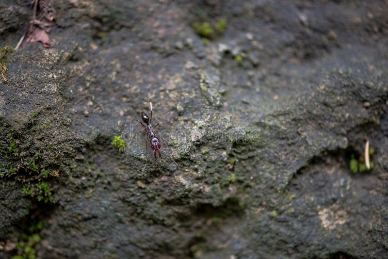 A red ant in cave stock photo. Image of chemical, closeup - 71184362