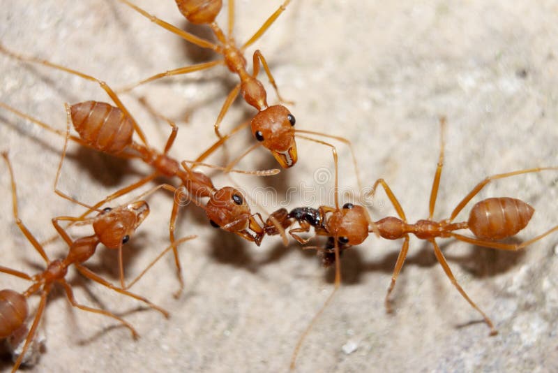 Army Ants Attacking Humans