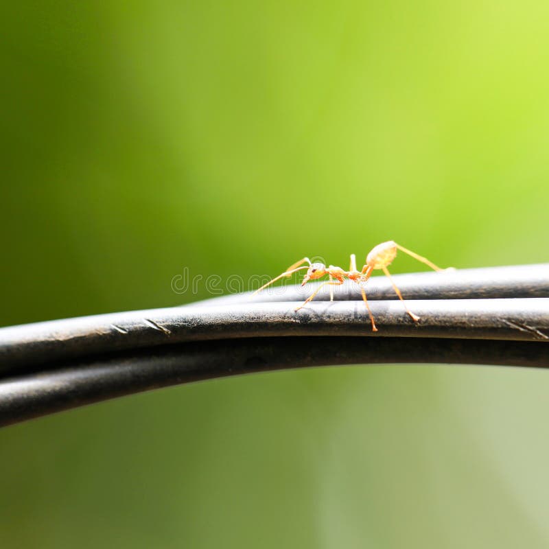 Red Ant stock image. Image of animal, working, shot, power - 36223849