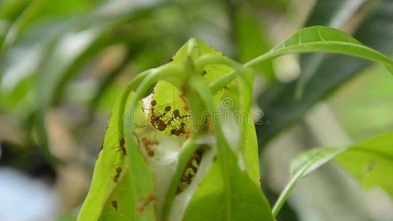 Mango leaf-cutting weevil stock footage. Video of larvae - 186693220