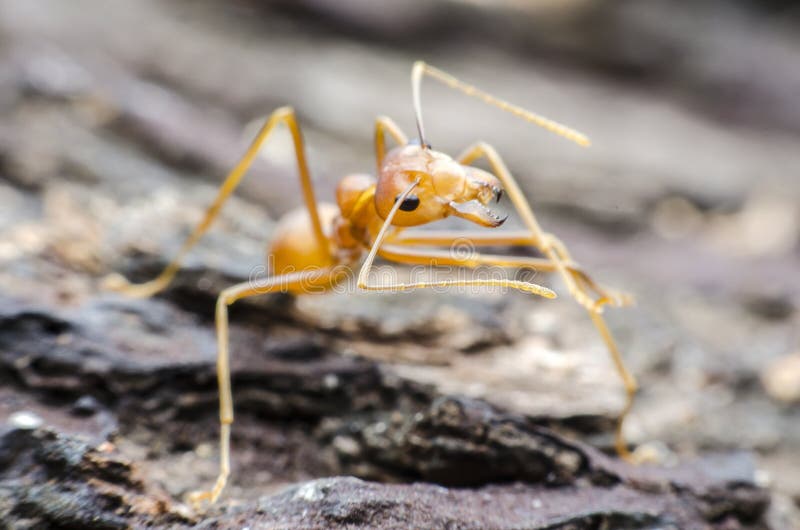 Red ant stock photo. Image of leaf, park, insect, nature - 44307552