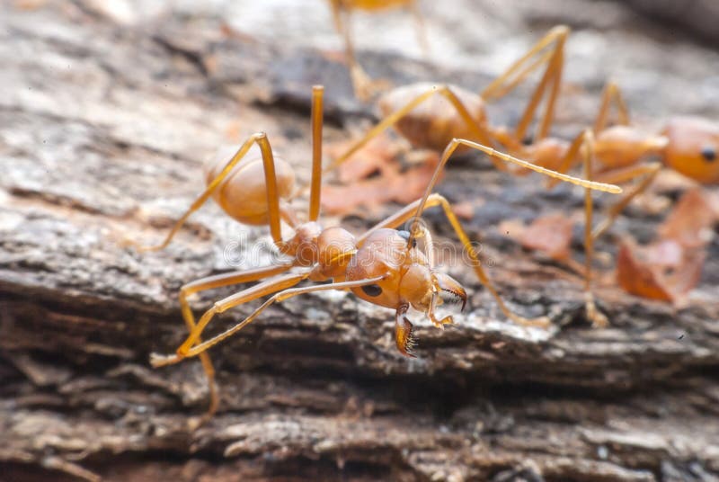 Red ant stock image. Image of close, closeup, feed, color - 44307591