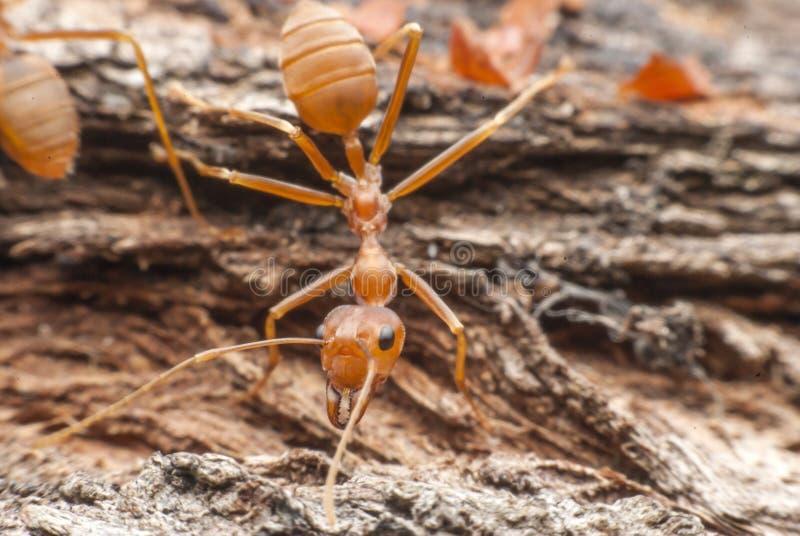 352 Ant Front View Photos - Free & Royalty-Free Stock Photos from ...
