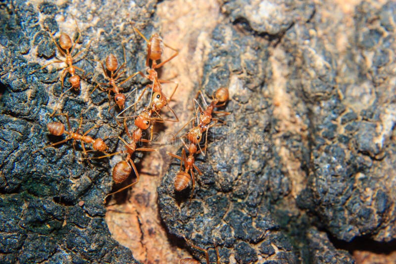 Red ant stock image. Image of closeup, view, nature, walking - 81523601
