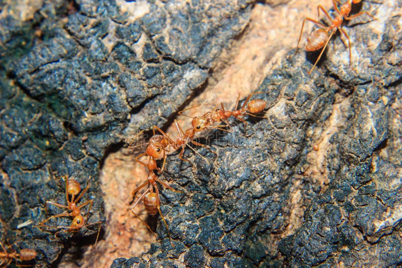 Red ant stock image. Image of closeup, work, nature, creature - 81523807