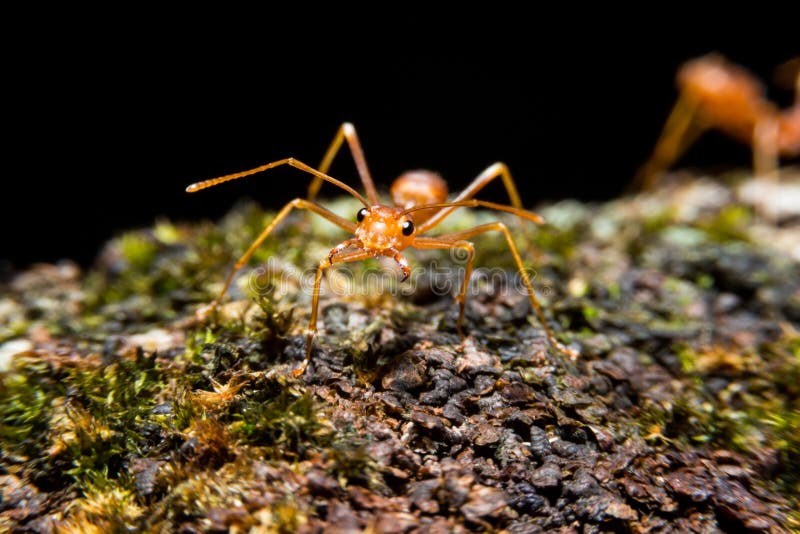 Red Ant with Close Up Detailed View. Stock Photo - Image of green ...