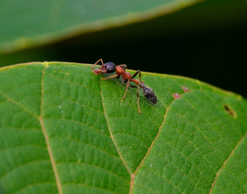Red Ant close-up stock image. Image of black, green, macro - 48372357