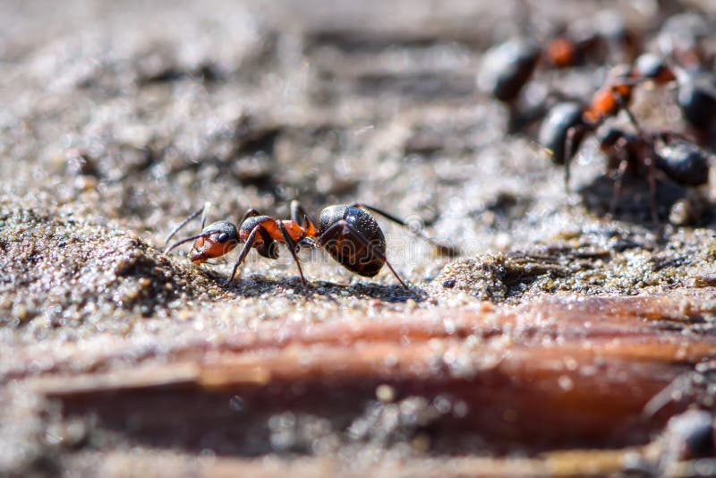 Red ant closeup sand stock image. Image of fauna, closeup - 146202799