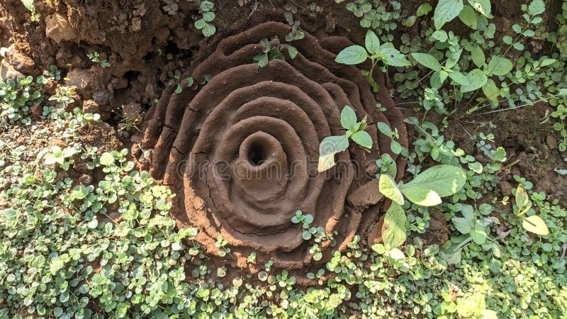 Red Ant Colonies Surrounded by Grass Stock Photo - Image of grass ...