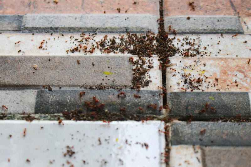 Red Ant 2 stock image. Image of working, control, problem - 323931219