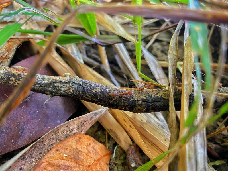 RED ANT COLONY stock image. Image of animal, colony - 288939029