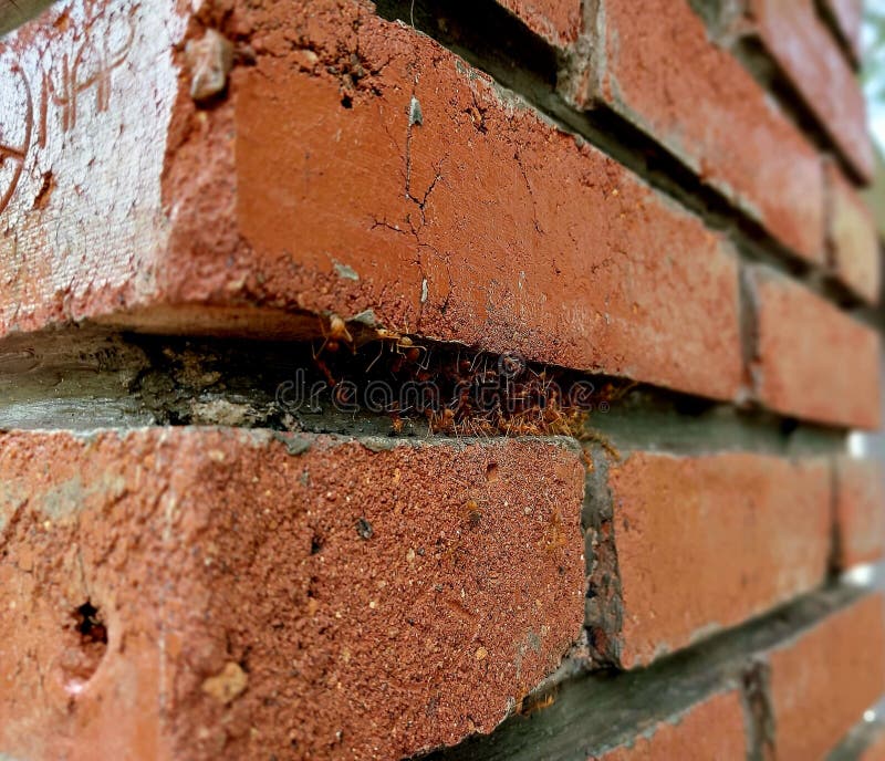 A Red Ant Colony is Building a Nest in a Brick Wall Stock Image - Image ...