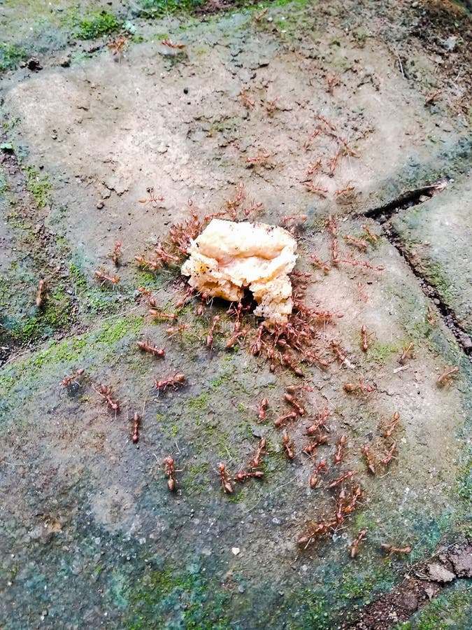 The Red Ant Colony is Working Together Stock Photo - Image of autumn ...