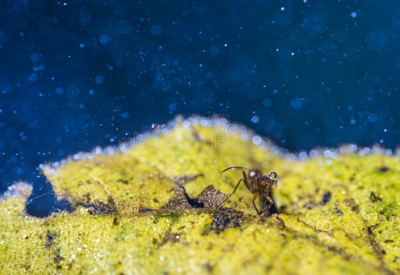 Red Ant Covered with Water Drops Stock Image - Image of summer, nature ...