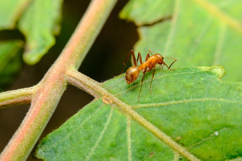 Red Ant Crawling Leaf stock image. Image of outdoor - 236169853