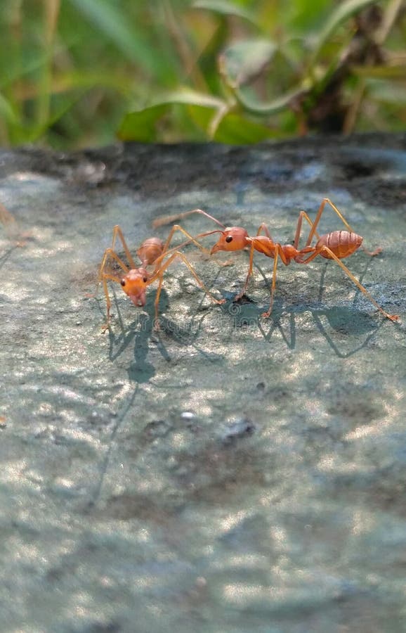 The red ant dialogue stock image. Image of friend, uniqueanimal - 175063605