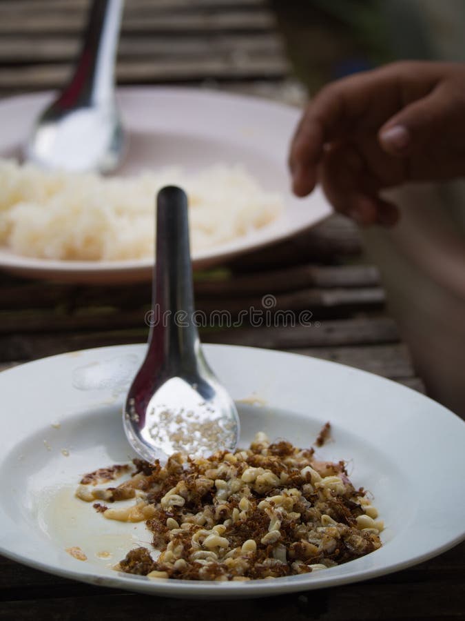 Red Ant Egg Food stock photo. Image of forest, animal - 96556408