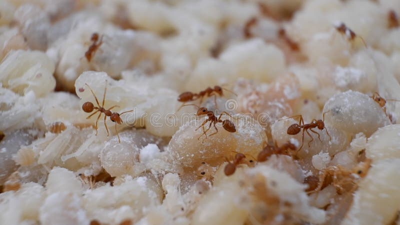 Red Ant Eggs in Talcum Powder Stock Footage - Video of healthy, brown ...