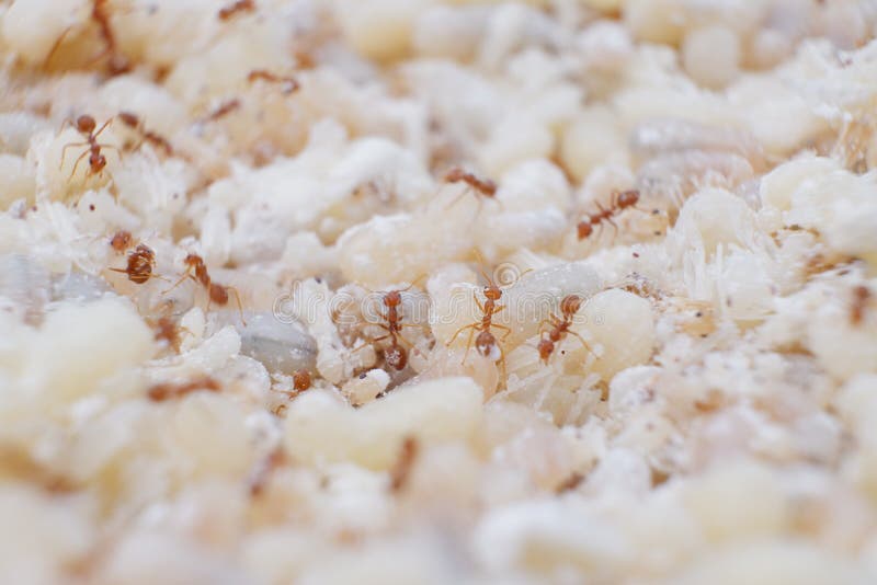 Red Ant Eggs in Talcum Powder Stock Photo - Image of garden, asia ...