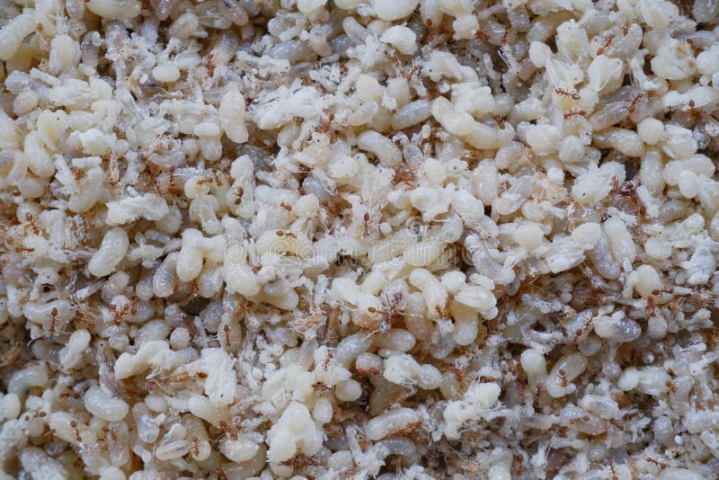 Red Ant Eggs in Talcum Powder Stock Photo - Image of asia, grassland ...