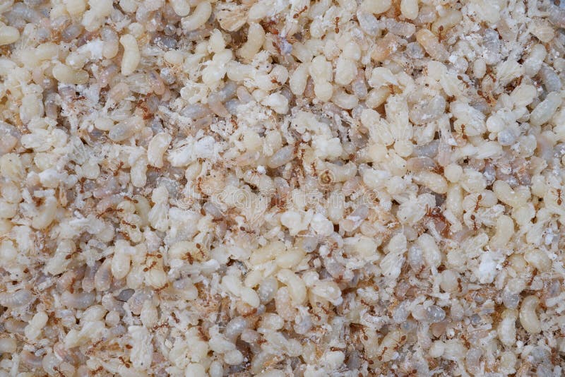 Red Ant Eggs in Talcum Powder Stock Image - Image of fresh, meal: 242868809