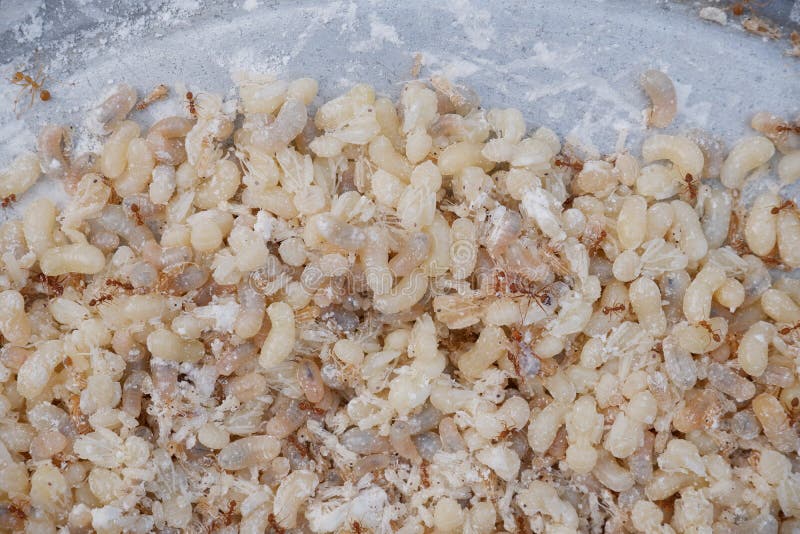 Red Ant Eggs in Talcum Powder Stock Image - Image of garden, asian ...