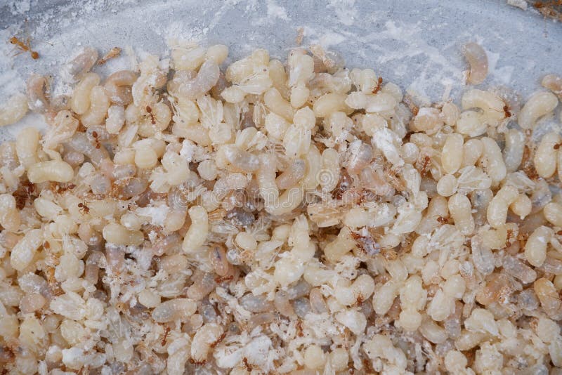 Red Ant Eggs in Talcum Powder Stock Photo - Image of environment, asian ...