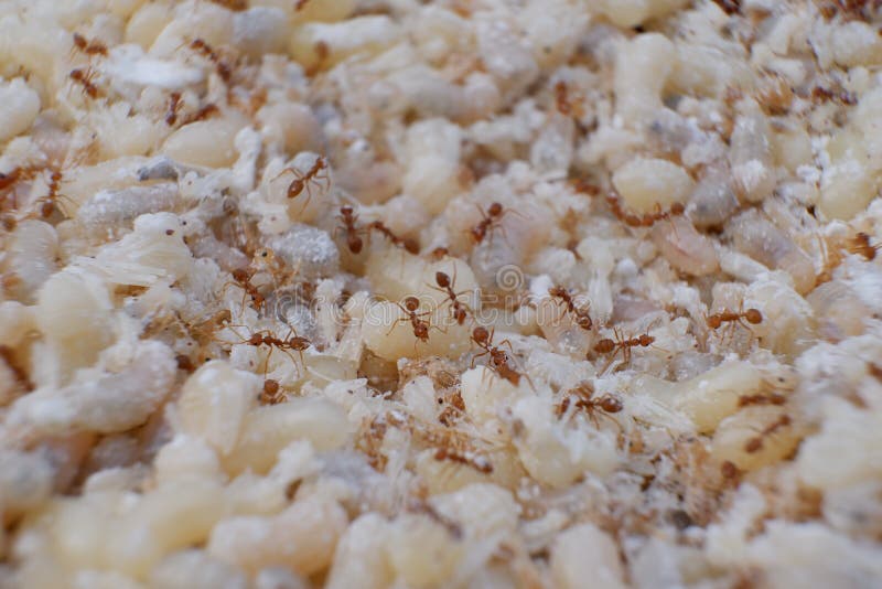 Red Ant Eggs in Talcum Powder Stock Image - Image of ingredient ...