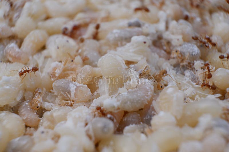 Red Ant Eggs in Talcum Powder Stock Photo - Image of grassland, close ...