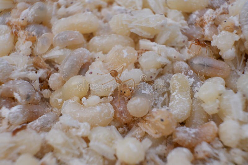 Red Ant Eggs in Talcum Powder Stock Image - Image of environment ...