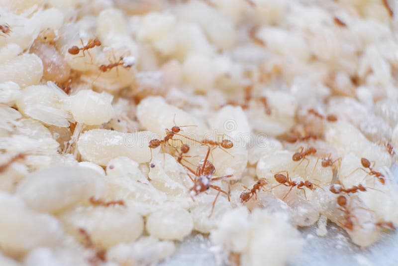 Red Ant Eggs in Talcum Powder Stock Photo - Image of macro, close ...