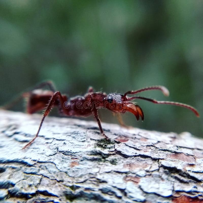 Red ant stock photo. Image of insect, microscopical - 129493866